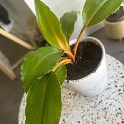 Miracle-gro Premium Potting Mix 8qt: Ideal For House Plants & Flowers ...