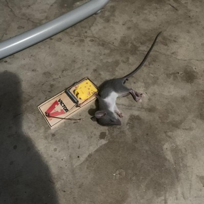 Victor Easy Set Mouse Traps - 2pk : Target