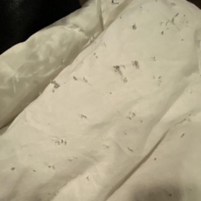 King Traditional Vine Printed Cotton Comforter & Sham Set Green ...