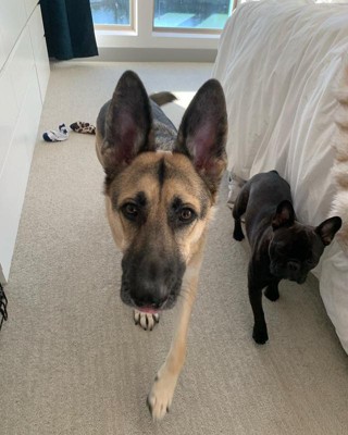 Bocce's Bakery Bedtime Tea With Vanilla And Banana Flavors Dog Treats ...