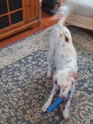 Long Rubber Stick With Crinkles Dog Toy - Blue - Boots & Barkley™ : Target