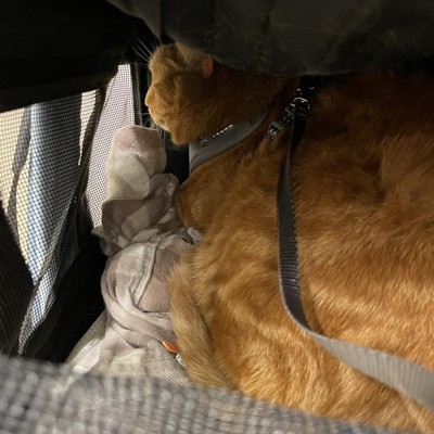 Cat Walk Tether Set - 2ct - Boots & Barkley™ : Target