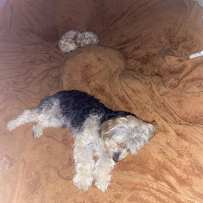 Bocce's Bakery Bedtime Tea With Vanilla And Banana Flavors Dog Treats ...