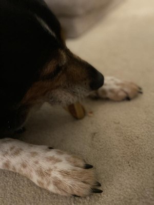 Busy Bone Twisted Chewy With Bacon Flavor Dog Treat - 36oz : Target