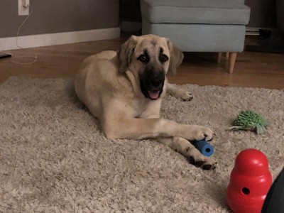 Long Rubber Stick With Crinkles Dog Toy - Blue - Boots & Barkley™ : Target