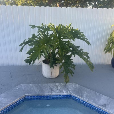 Concrete Planter Pots - Project 62™ : Target