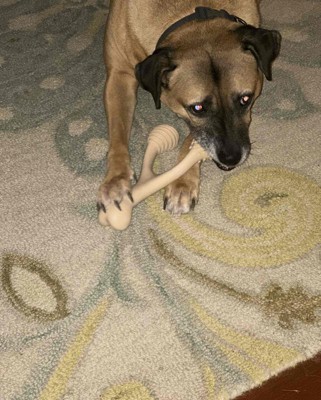Betterbone Hard Classic Nylon Free Dog Bone Chew Toy - L : Target