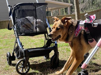 Joovy Boot Portable Collapsible Utility Shopping Cart - Black : Target