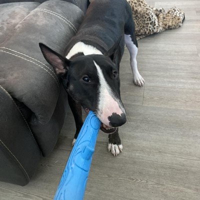 Long Rubber Stick With Crinkles Dog Toy - Blue - Boots & Barkley™ : Target