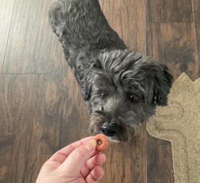 Bark Fruity Toot Loops Mixed Berry Flavor Blend Crunchy Dog Treats ...