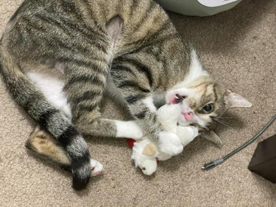 Multipet Lamb Chop Cat Toy : Target