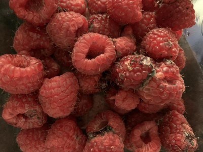 Organic Raspberries - 6oz : Target