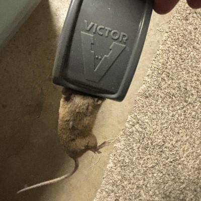 Victor Safe-set Mouse Traps - 2pk : Target