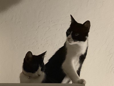 Meow Mix Tender Favorites With Liver, Turkey, Chicken & Beef Flavors ...