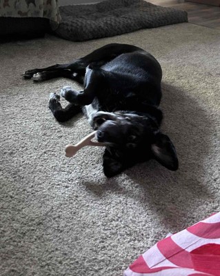 Betterbone Hard Classic Nylon Free Dog Bone Chew Toy - L : Target