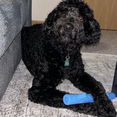 Long Rubber Stick With Crinkles Dog Toy - Blue - Boots & Barkley™ : Target