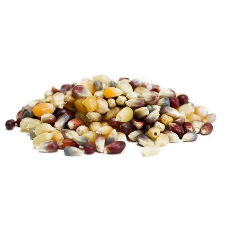 Pleasant Grove Farms Organic Multi Color Popcorn - 25 Lb : Target