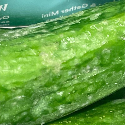 Mini Cucumbers - 16oz Bag - Good & Gather™ (packaging May Vary) : Target