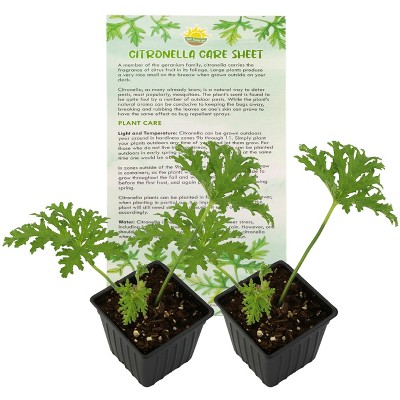 Soil Sunrise Live Citronella Geranium Plants, 2pk; Pelargonium ...