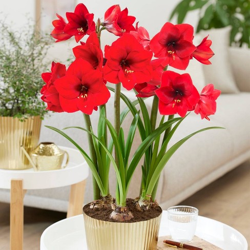 Amaryllis Kit Red Lion Bulb With Iron Brass Fluted Large Planter - Van ...