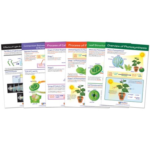 Newpath Learning Photosynthesis Bulletin Board Chart Set, Grades 3-5 ...