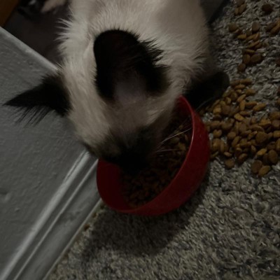 Sheba Kitten Soft Pate Perfect Portions Wet Cat Food With Salmon ...