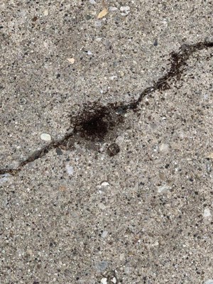 Raid Bug Killer Perimeter Protection Spray - 128 fl oz : Target