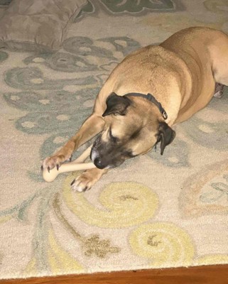 Betterbone Hard Classic Nylon Free Dog Bone Chew Toy - L : Target