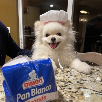 Halloween Black Glitter Wings Cat Costume - Hyde & Eek! Boutique™ : Target