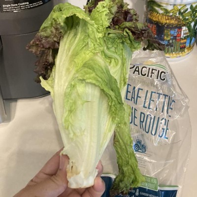Red Leaf Lettuce Head - Each : Target