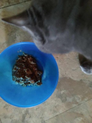 Meow Mix Tender Favorites With Liver, Turkey, Chicken & Beef Flavors ...