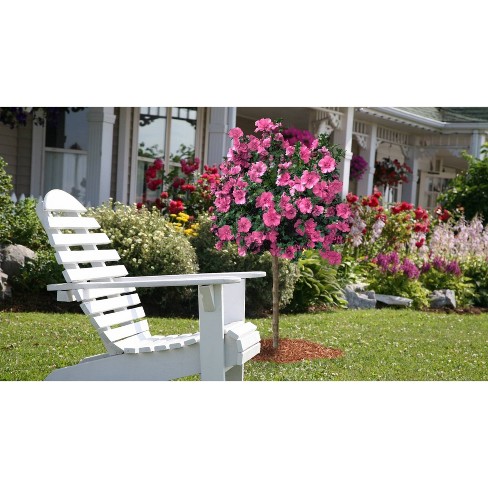 Hibiscus Blueberry Smoothie Tree - National Plant Network: Full Sun ...