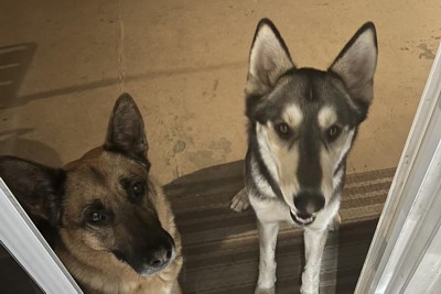 Freshpet Select Roll Tender Chicken And Vegetable Recipe Refrigerated ...