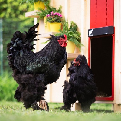 RUN-CHICKEN Door GIANT (Red) - Automatic Turkey Coop Door Opener with ...