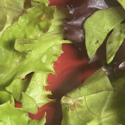 Organic Spring Mix Lettuce - 5oz - Good & Gather™ : Target