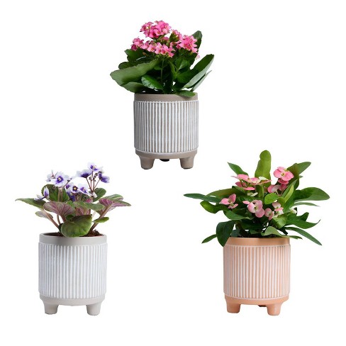 Live 5" Petite Flourish With Blooming Plant (varieties And Colors May ...