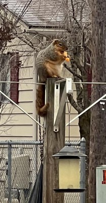 Cheetos Jumbo Puffs - 8oz : Target