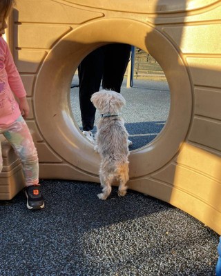 Freshpet Select Small Dog Beef Roasted Meals Wet Dog Food - 1lb : Target