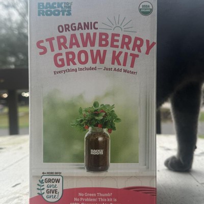 Back To The Roots Organic Strawberry Grow Kit : Target