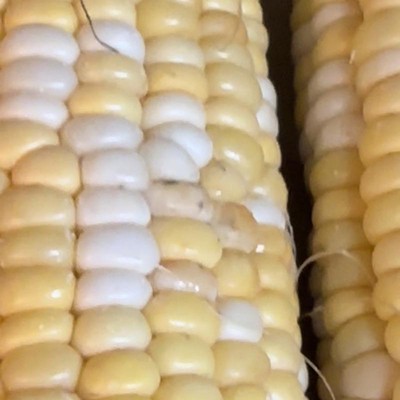 Sweet Corn - 18oz/4ct - Good & Gather™ : Target