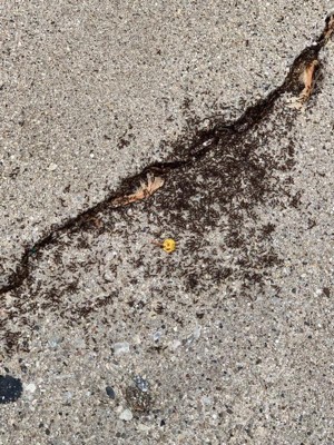 Raid Bug Killer Perimeter Protection Spray - 128 fl oz : Target