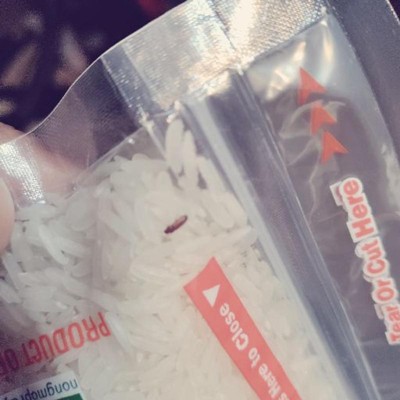 Dynasty Jasmine Rice - 2lbs : Target