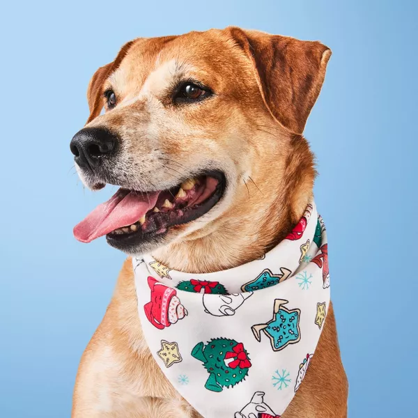 Dog Clothing & Accessories : Target