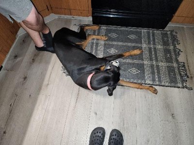 Bark Super Chewer Cow Dog Toy - Mad Cow : Target