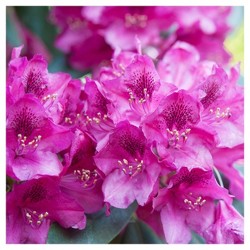 Azalea Hampton Beauty 1pc - National Plant Network U.s.d.a Hardiness ...
