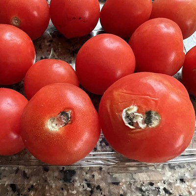Cocktail Tomatoes - 16oz - Good & Gather™ (packaging May Vary) : Target