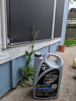 Roundup 32oz Max Control 365 Vegetation Killer Concentrate : Target