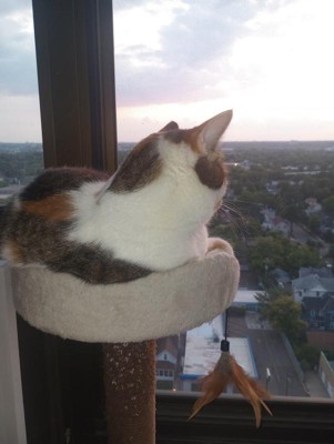 Delectables Squeeze Up Tube With Vegetable, Chicken And Tuna Flavor Cat ...