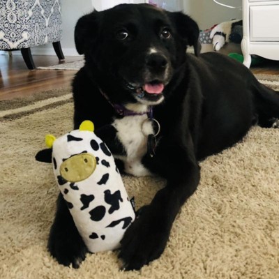 Bark Super Chewer Cow Dog Toy - Mad Cow : Target