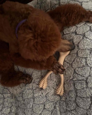 Betterbone Hard Classic Nylon Free Dog Bone Chew Toy - L : Target